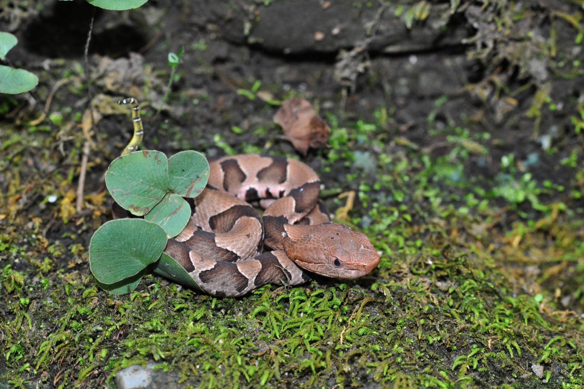 6 Snakes You Might Encounter Hiking the Appalachian Trail | GearJunkie
