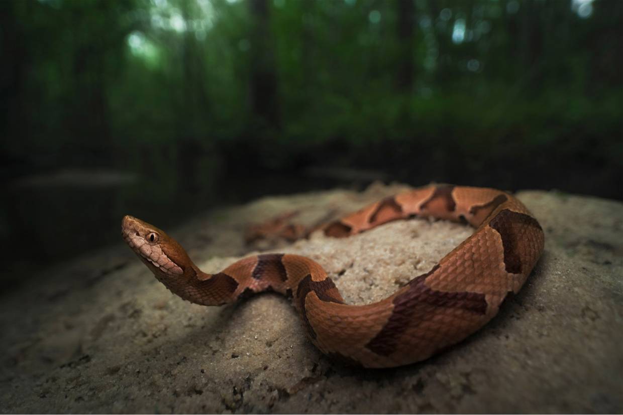 6 Snakes You Might Encounter Hiking the Appalachian Trail | GearJunkie