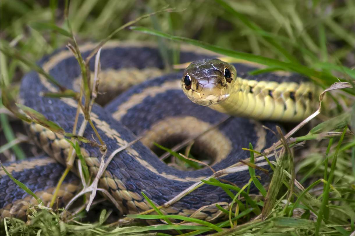 6 Snakes You Might Encounter Hiking the Appalachian Trail | GearJunkie