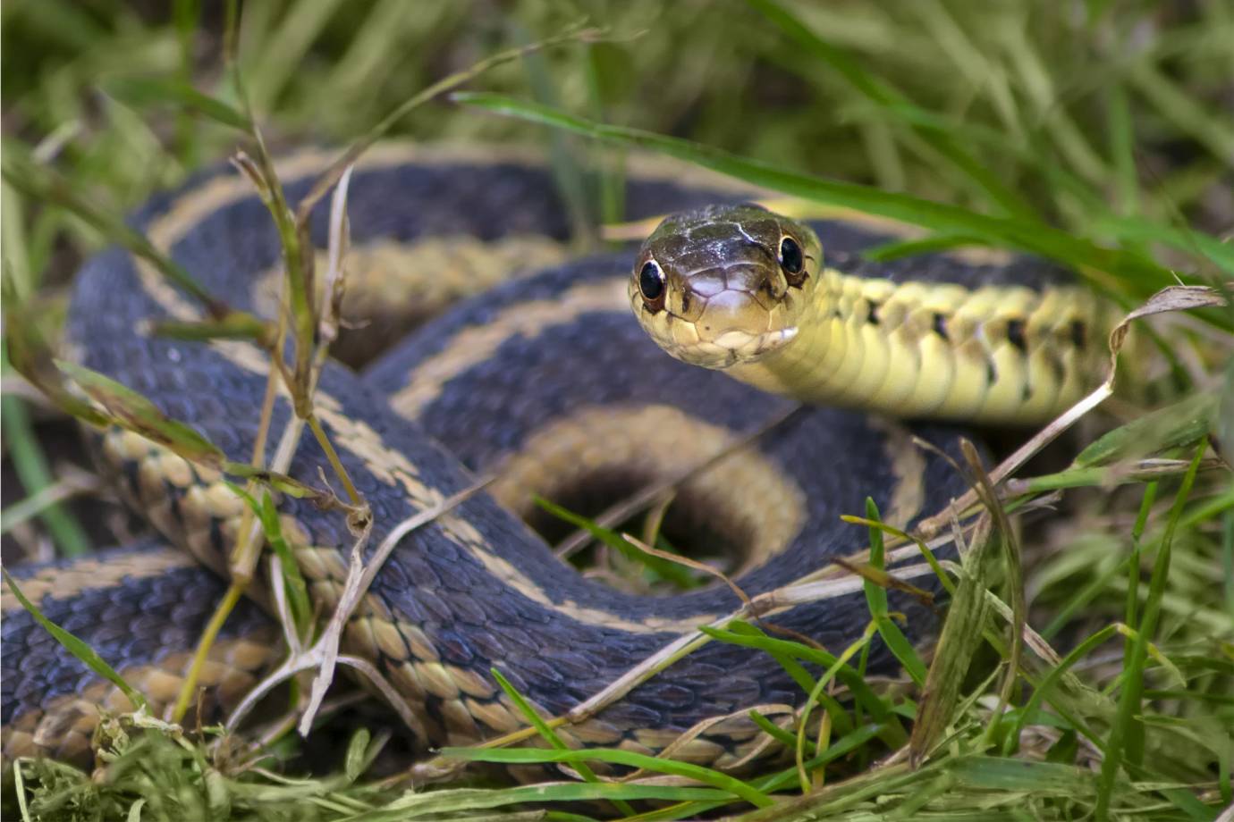 6 Snakes You Might Encounter Hiking the Appalachian Trail | GearJunkie