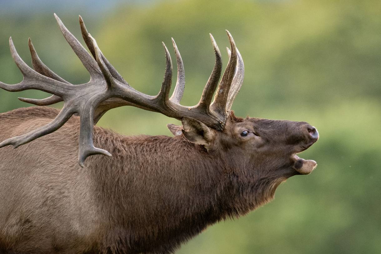 Montana FWP Issues Nonresident Deer and Elk Tags to Unsuccessful ...
