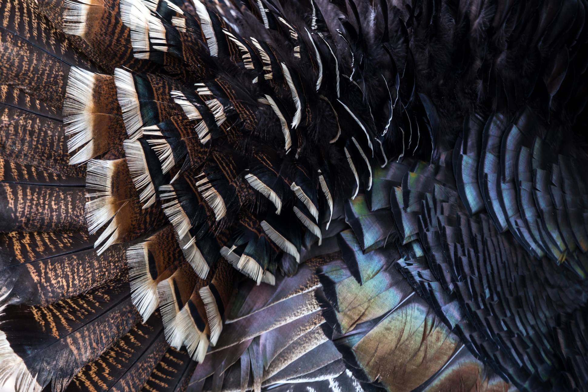 Dogwoods Through the Dawn: A Turkey Hunting Story | GearJunkie