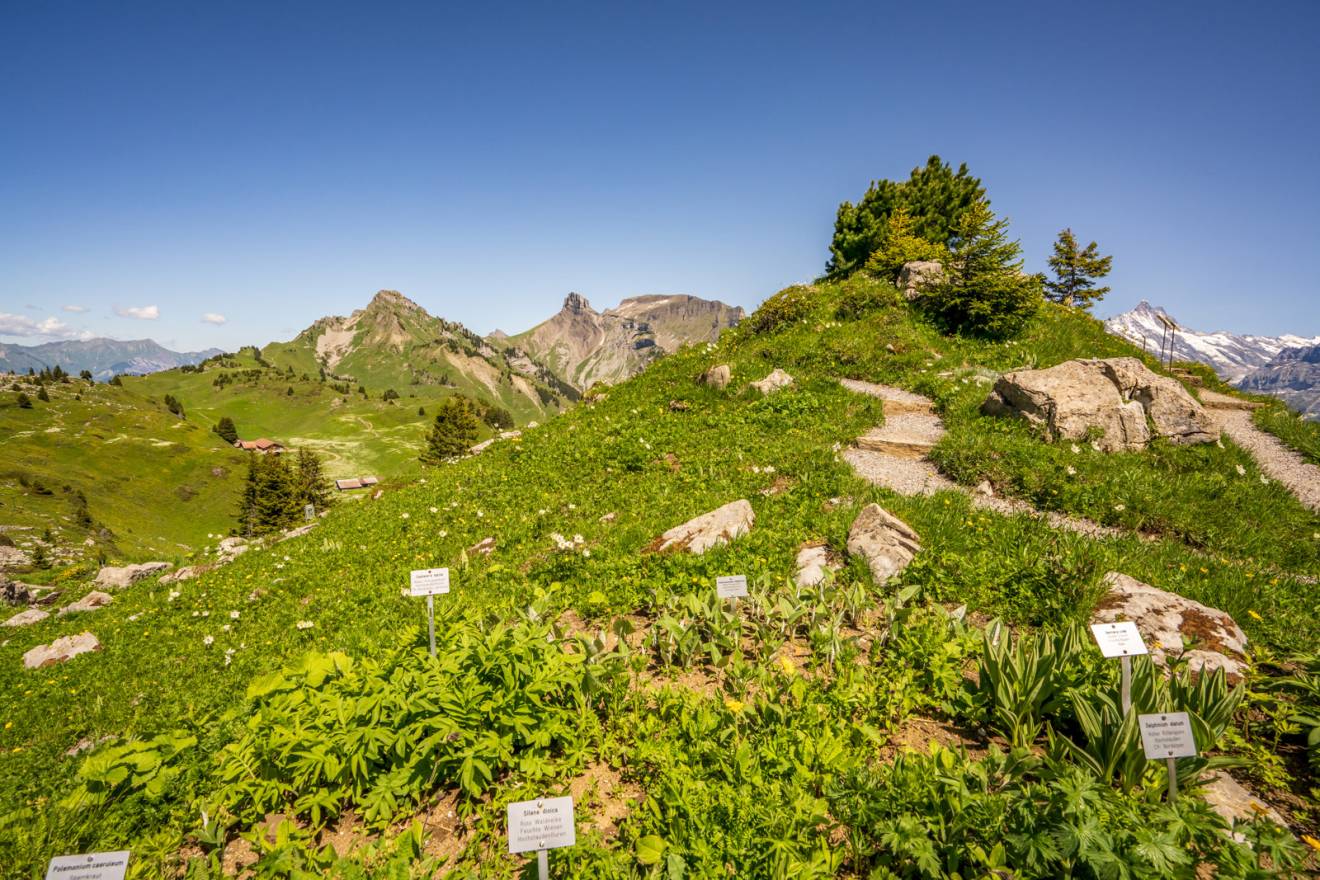 Why Summer in Grindelwald, Switzerland, Belongs on Your Bucket List ...