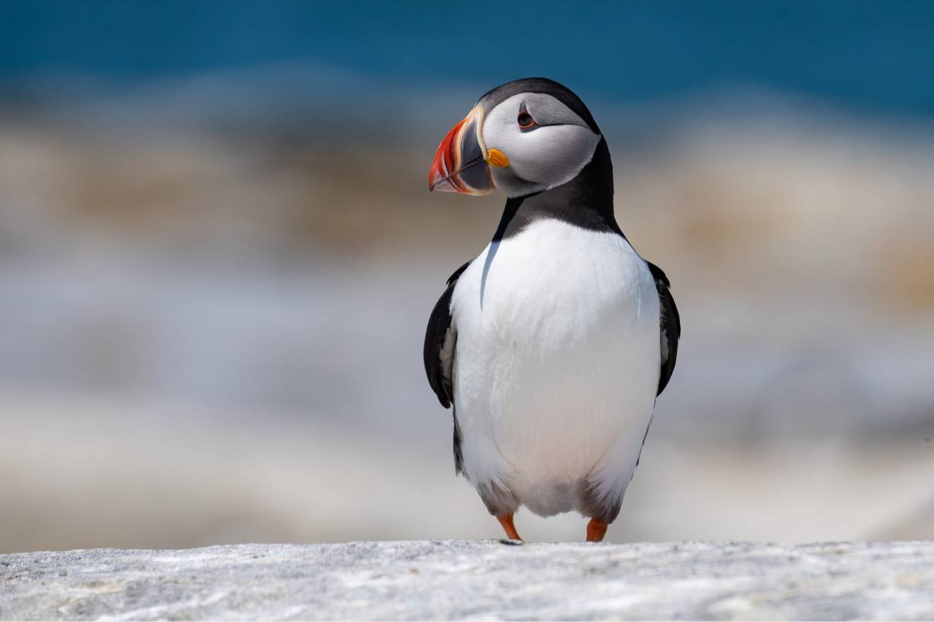 Puffin Cam: Watch 'Puffling' Chicks, Live From Their Nest | GearJunkie