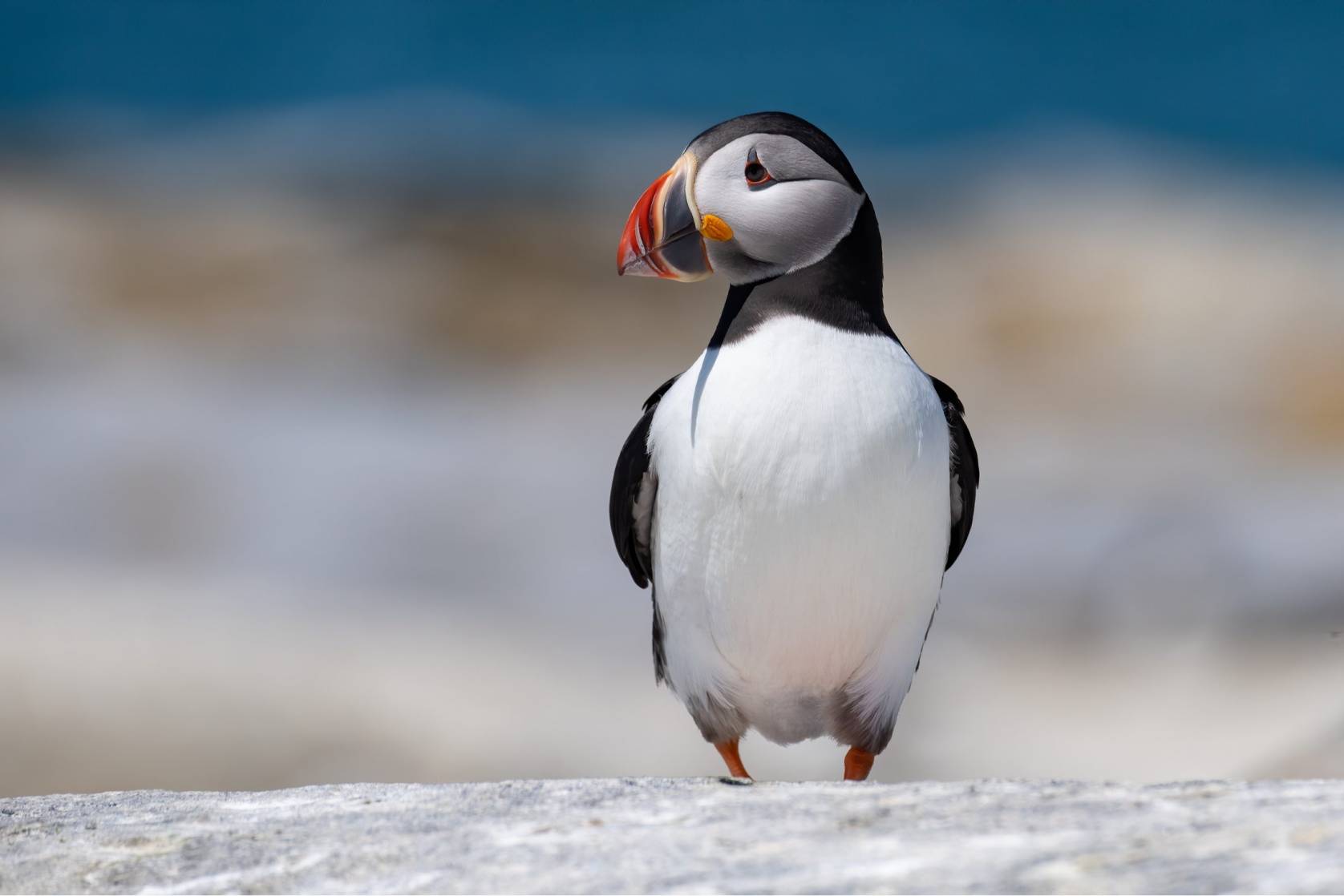 Puffin Cam: Watch 'Puffling' Chicks, Live From Their Nest | GearJunkie