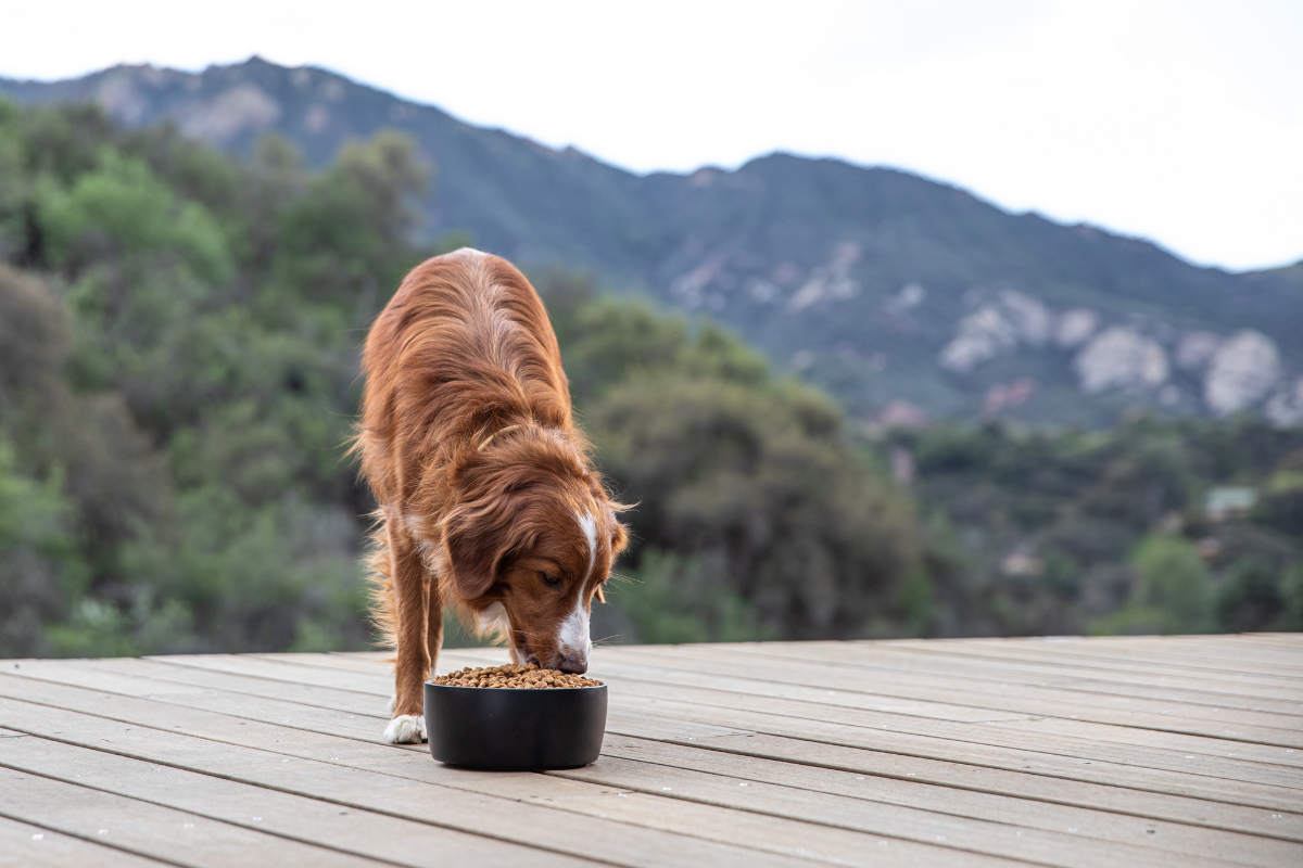 Performance Pet Food: PetSmart, Purina Want to Nourish Your Outdoorsy ...