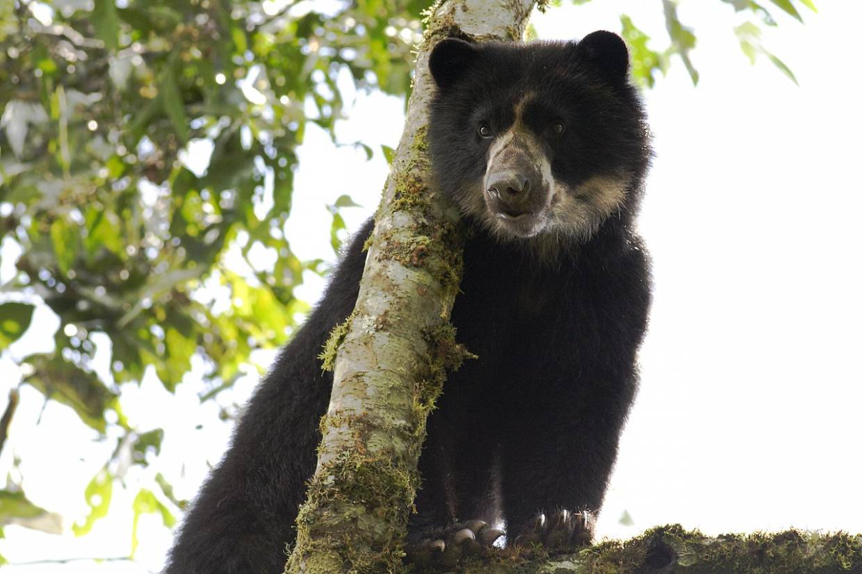 Infamous 'Death Road' Becomes Wildlife Sanctuary in Bolivia | GearJunkie