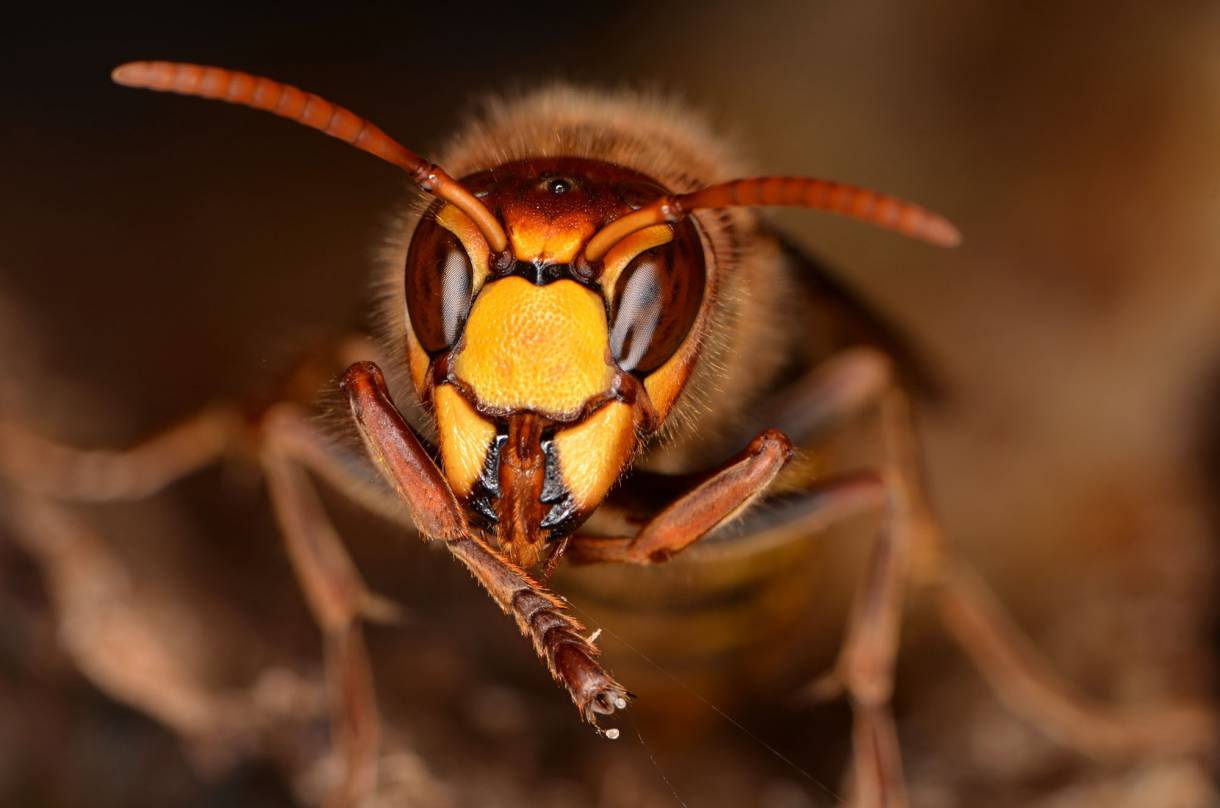 Hornet Attack Hospitalizes 2 Mountain Bikers in France | GearJunkie