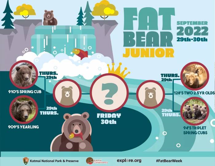 Fat Bear Week 2022 Is Almost Here, and Feasting Action Is in Full Swing ...