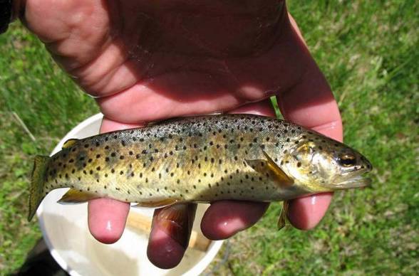 Apache Trout Comeback Means Fish May Be Taken Off Endangered Species ...