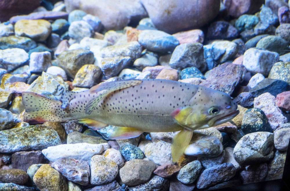Apache Trout Comeback Means Fish May Be Taken Off Endangered Species ...