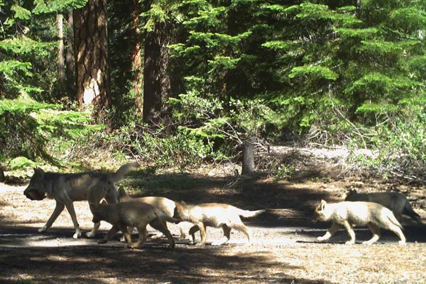 Oregon Confirms New Wolf Pack in Northern Cascades | GearJunkie