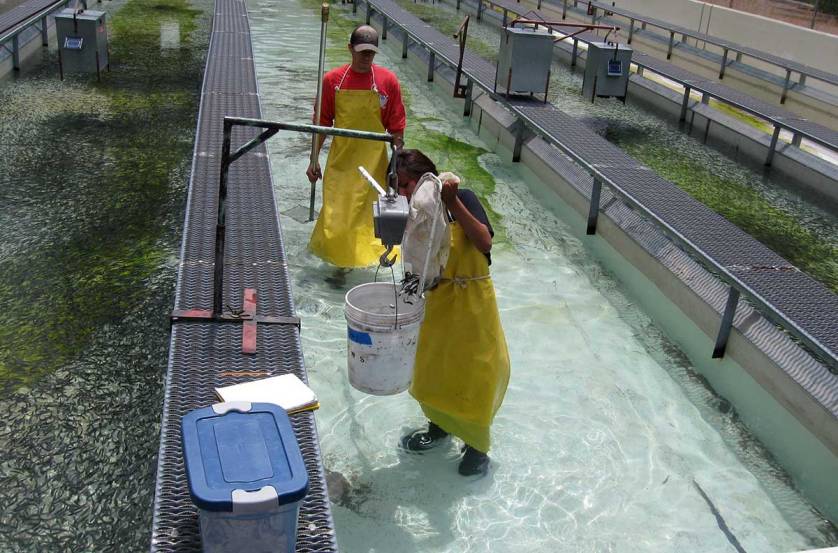 Apache Trout Comeback Means Fish May Be Taken Off Endangered Species ...