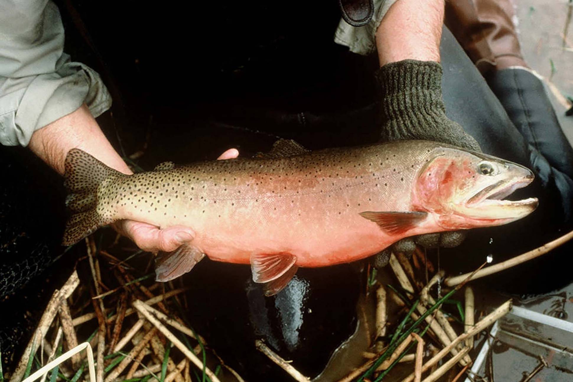 Colorado's 'Extinct' State Fish Makes Comeback in 'Huge Breakthrough ...