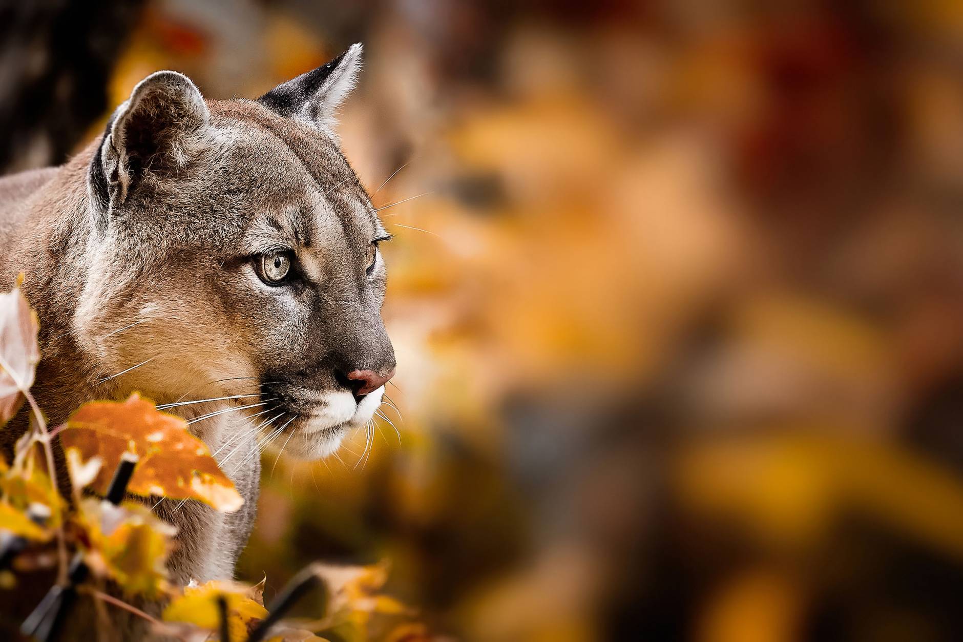 Texas Parks and Wildlife Department Denies Petition for Mountain Lion ...