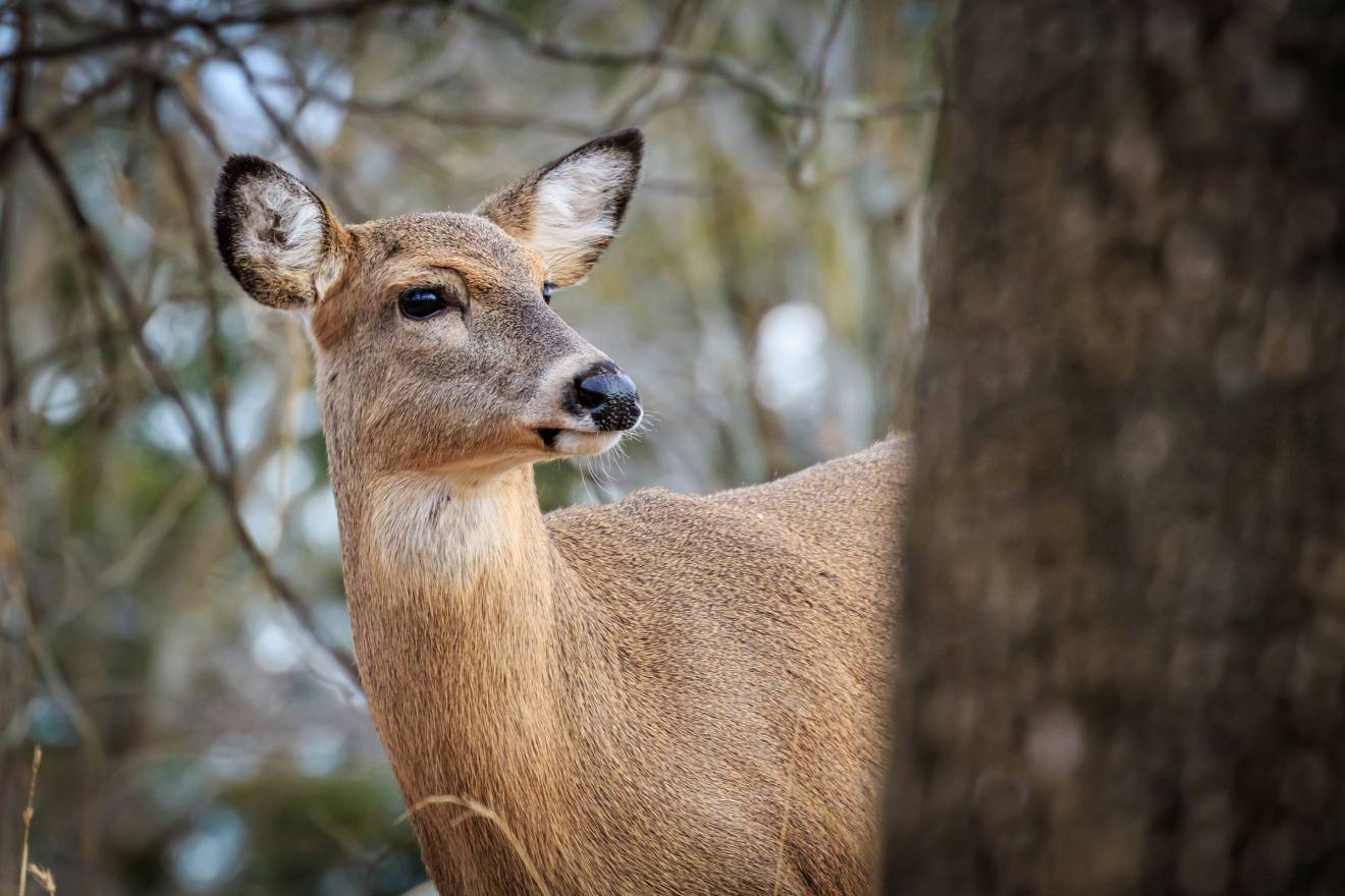 Game Wardens Find 7 Deer Left Dead in KS Field, Seek Culprit | GearJunkie