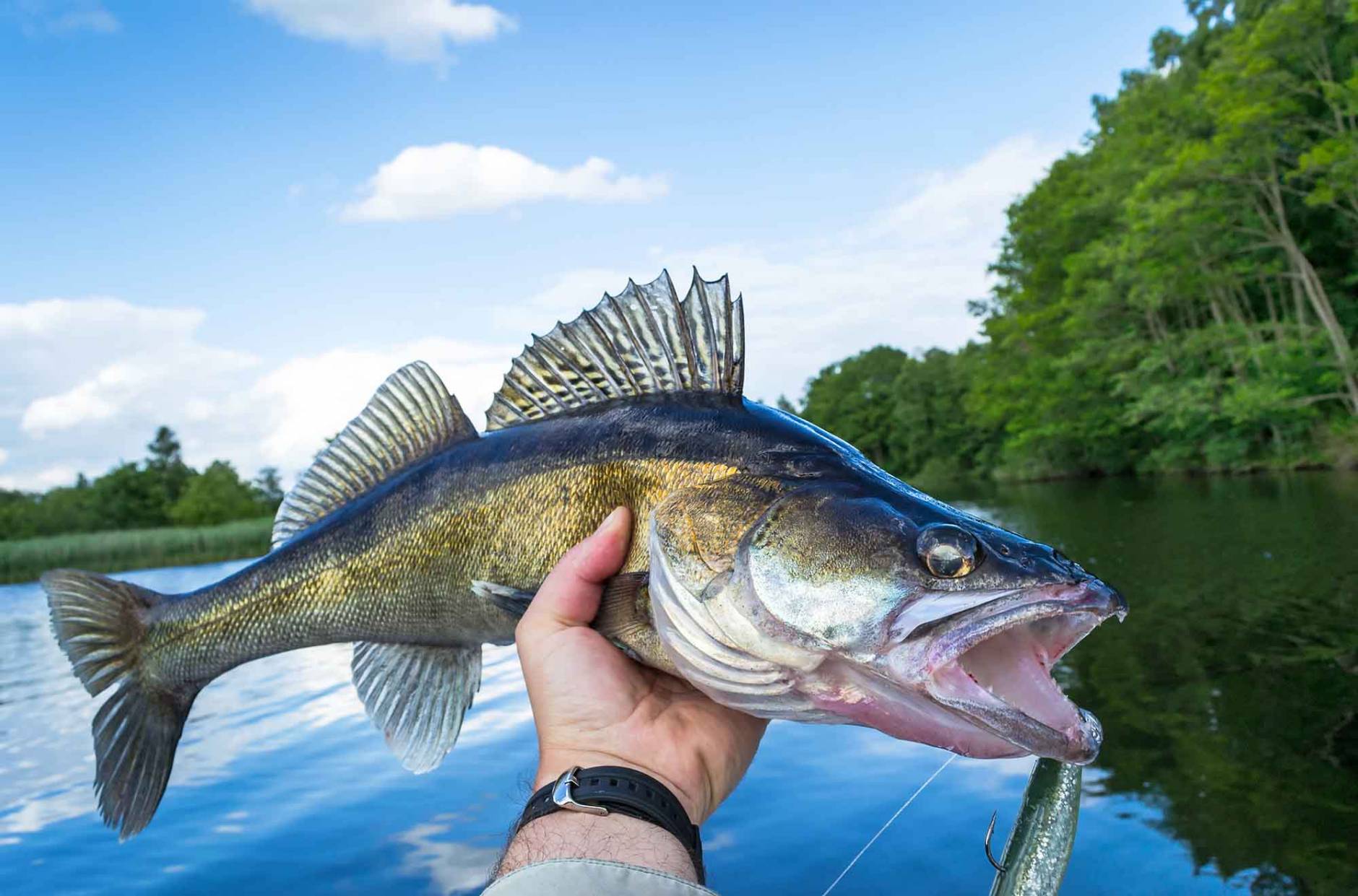 Alleged Ohio Fishing Tournament Cheaters Plead Not Guilty | GearJunkie