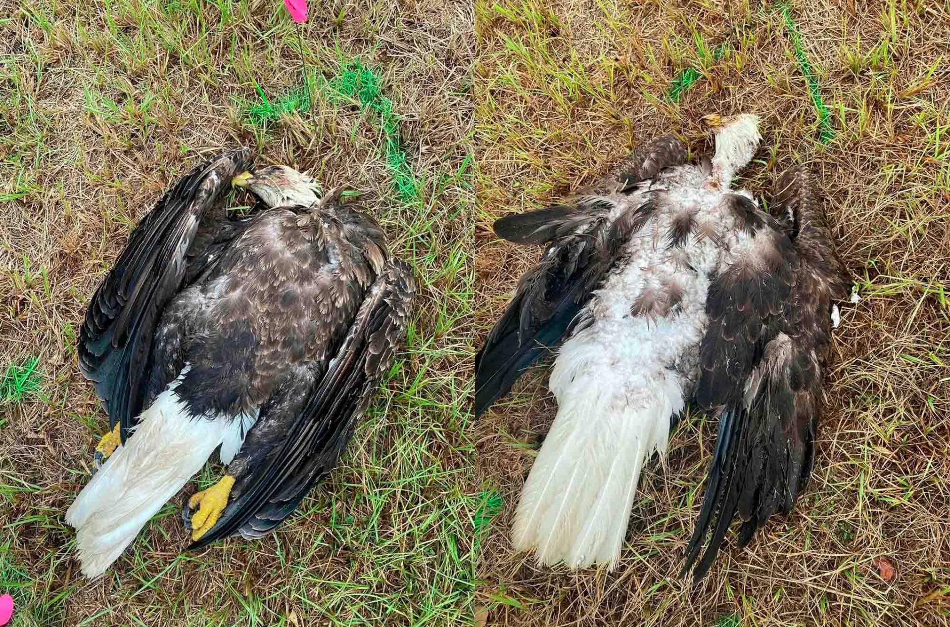 'It's Just Kill to Kill': Texas Parks & Wildlife Seeks Tips in Eagle ...