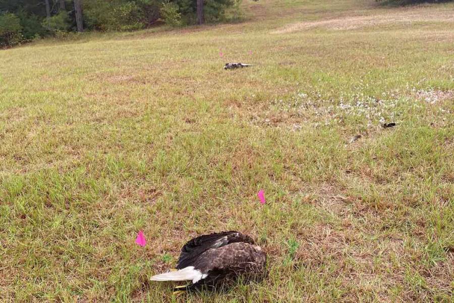 'It's Just Kill to Kill': Texas Parks & Wildlife Seeks Tips in Eagle ...