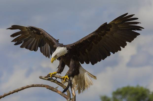 'It's Just Kill to Kill': Texas Parks & Wildlife Seeks Tips in Eagle ...
