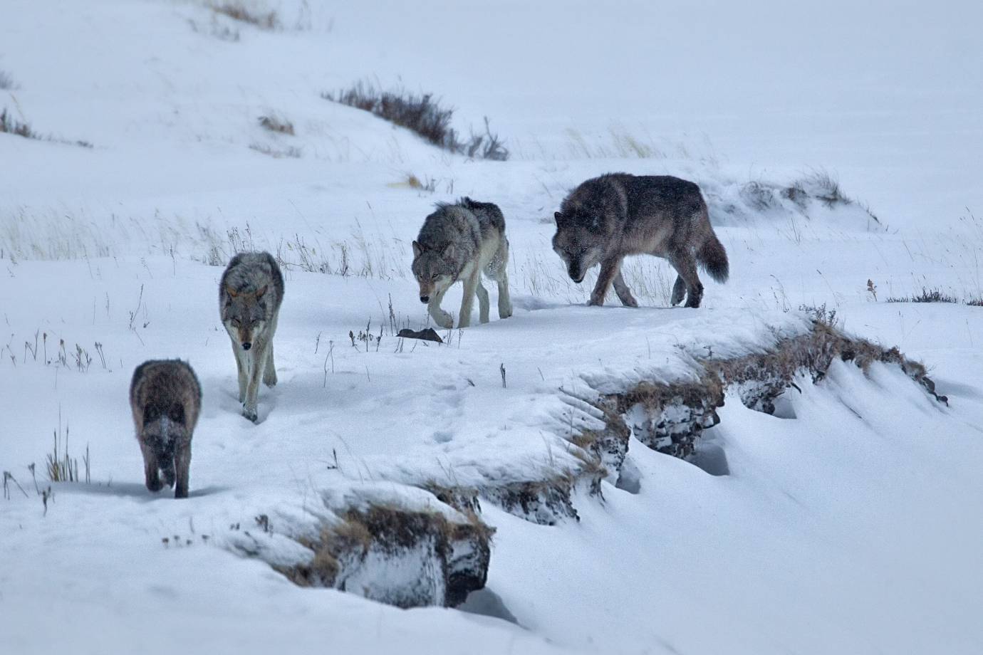 Feds Halt Nationwide Gray Wolf Recovery Plan | GearJunkie