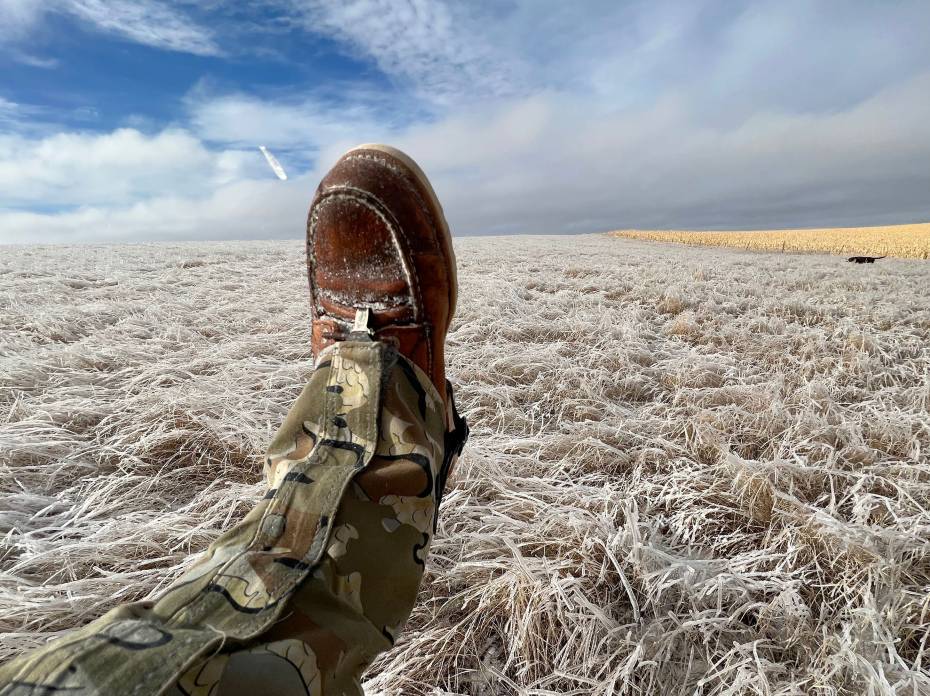 Irish setter (Tag) | GearJunkie