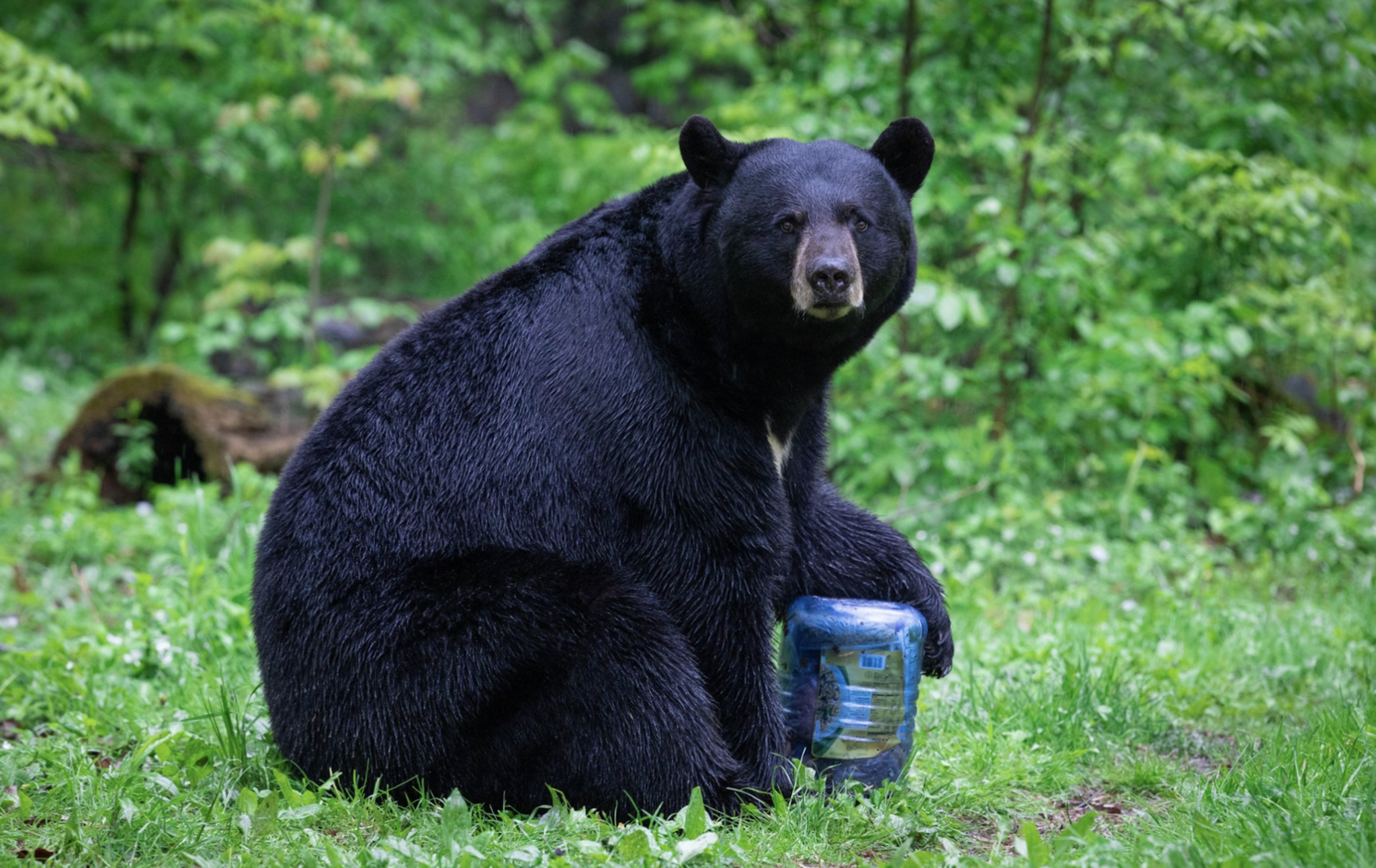 Win a Bear Canister and $500: BearVault Announces Adventure Brand Ambassador Program | GearJunkie