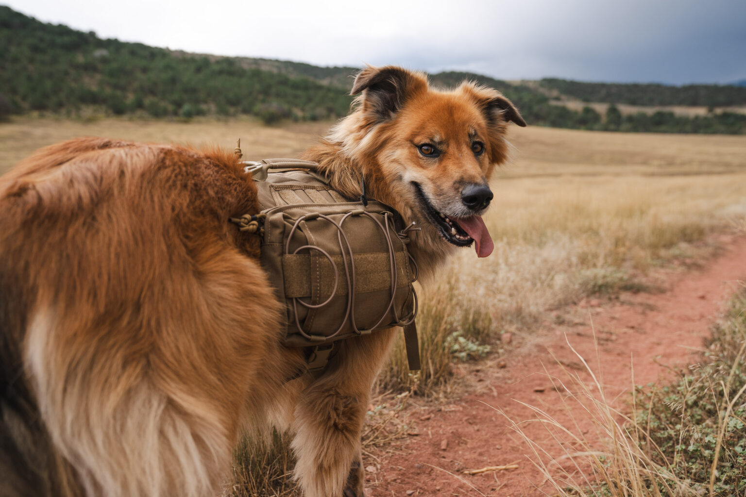 The Best Dog Backpacks of 2026 | GearJunkie Tested