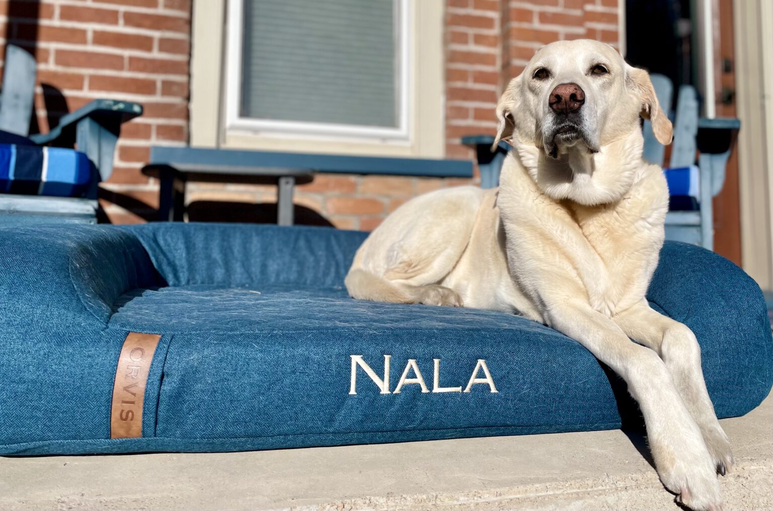The Best Dog Beds of 2025 | GearJunkie Tested