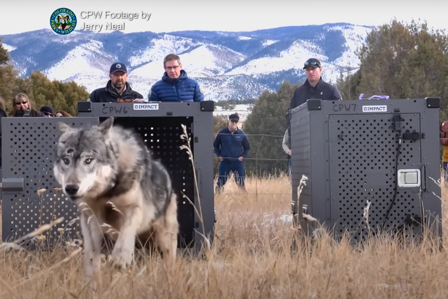 'Natural' Death of Reintroduced CO Wolf Likely Caused by Mountain Lion ...