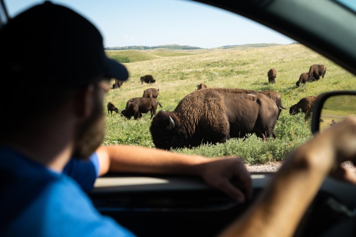 Bison Gores Florida Man in Yellowstone National Park | GearJunkie