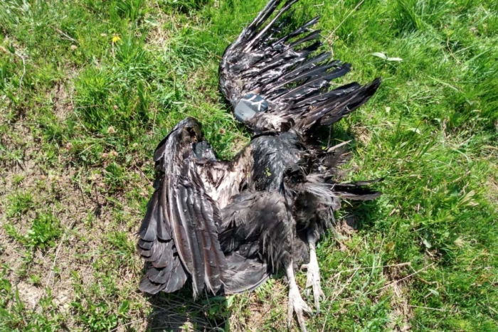 Second Endangered Condor Killed: Utah Officials on the Hunt for Poachers