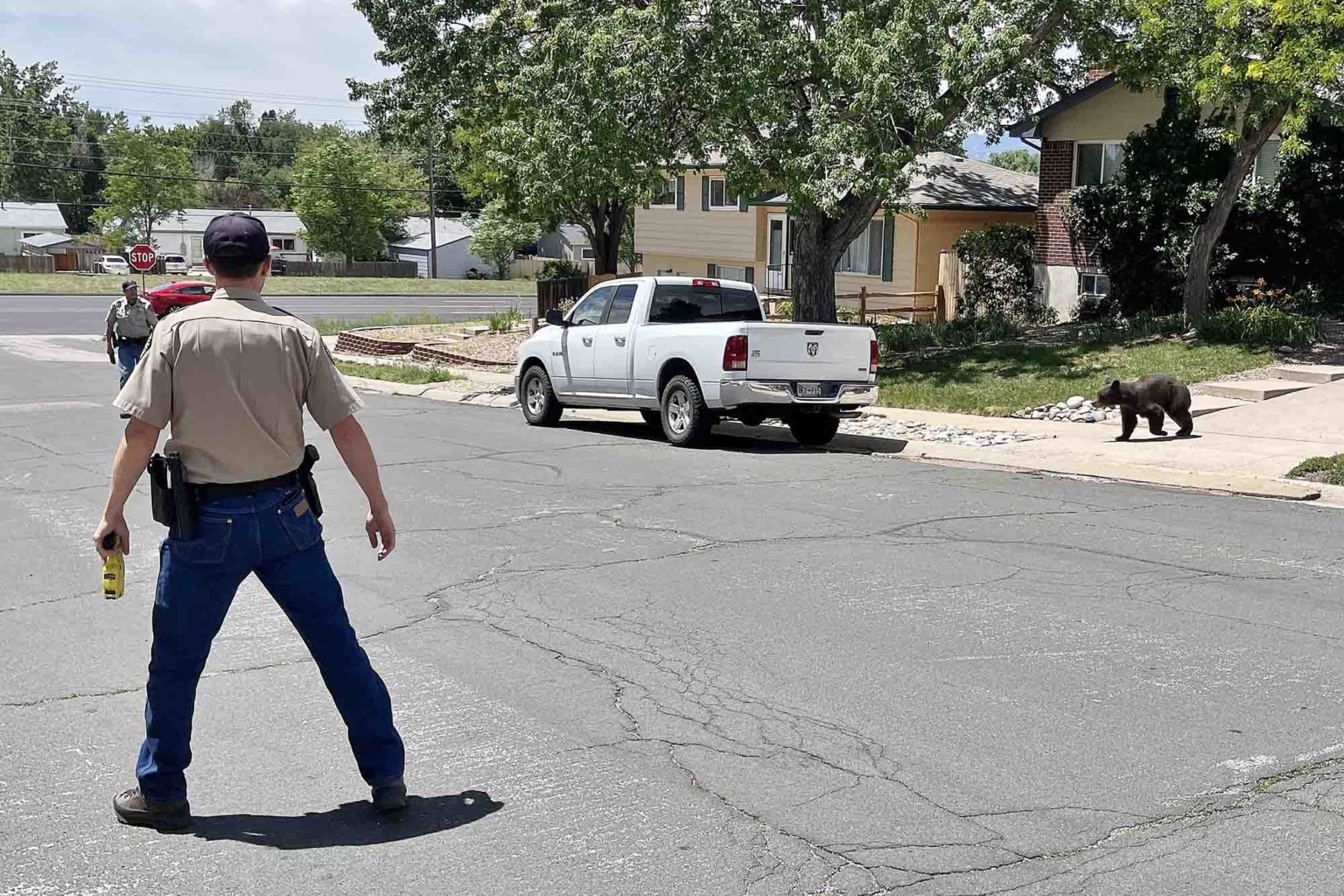 Rise in Bear-Human Conflicts Prompts CO Authorities to Talk Trash ...