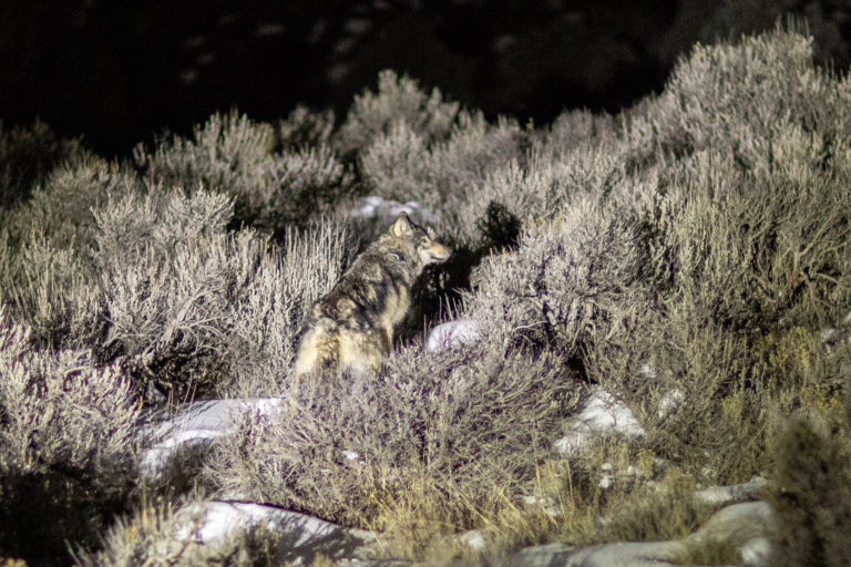 Another Reintroduced Wolf Dies in Colorado | GearJunkie