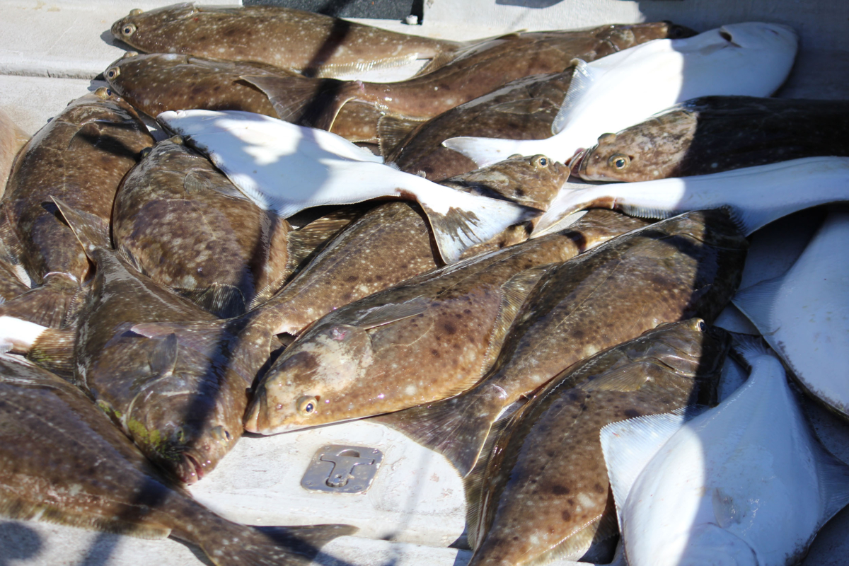 Crew of 'Bad Intentions' Indicted for Poaching Halibut | GearJunkie