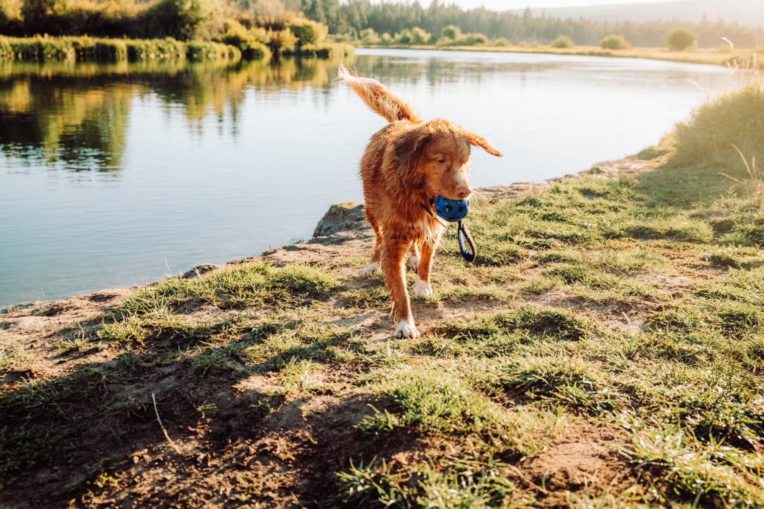 Hide and Sip: YETI Drops Dog Toys and Camo Drinkware | GearJunkie