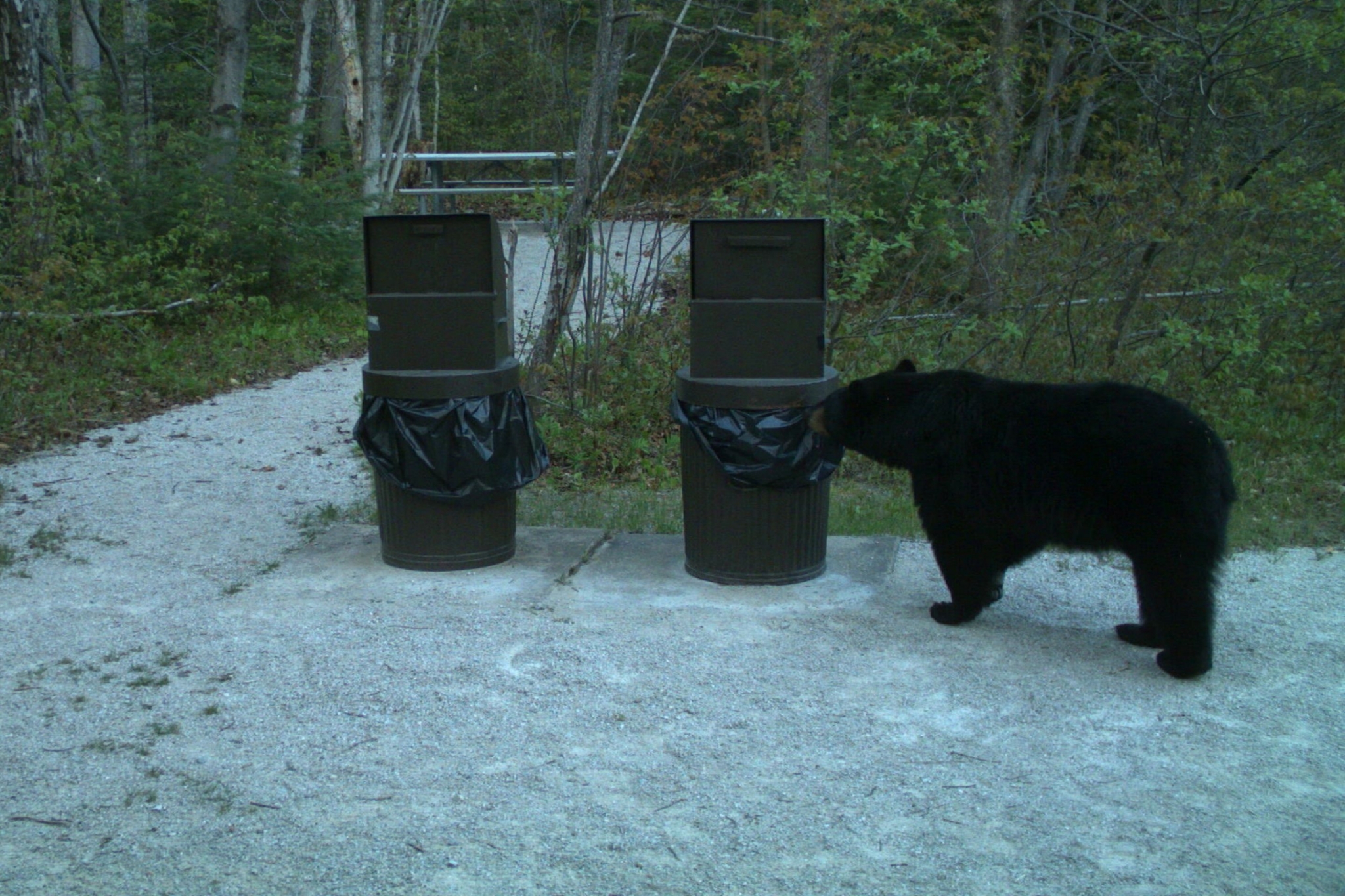 Colorado Reports Spike in Human-Bear Interactions | GearJunkie
