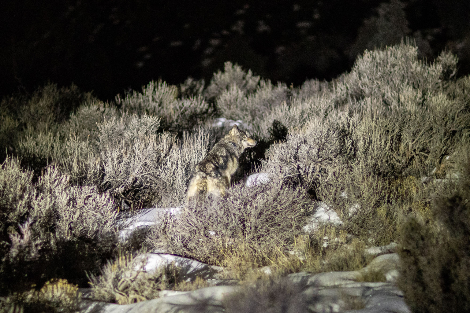 Less Than Half of Colorado's Reintroduced Wolves Have Survived | GearJunkie