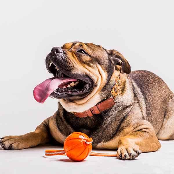 Os Melhores Pet Shops no bairro Jardim America em Goiânia, GO - Guia Fácil