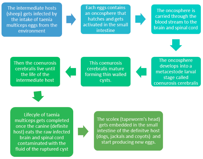 How Coenurosis Affects Humans?