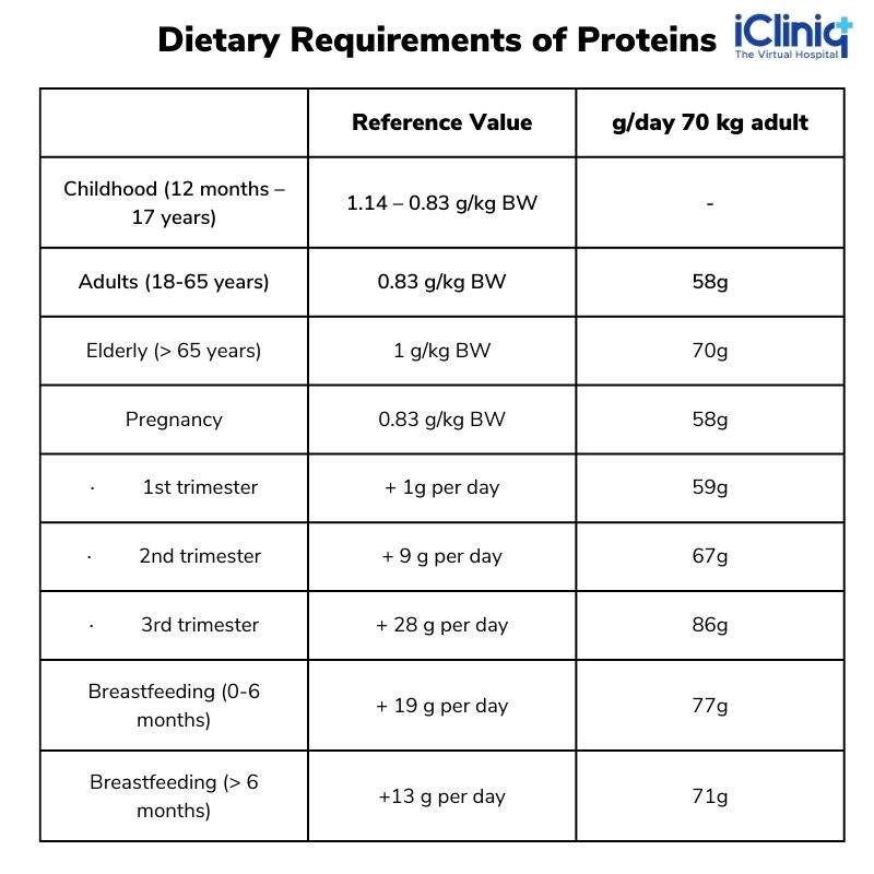 What Are the Functions of Proteins in the Body?