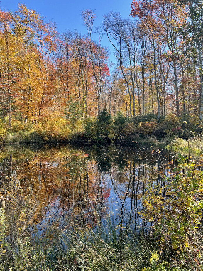 BLACK POND STUDIO : BIOS