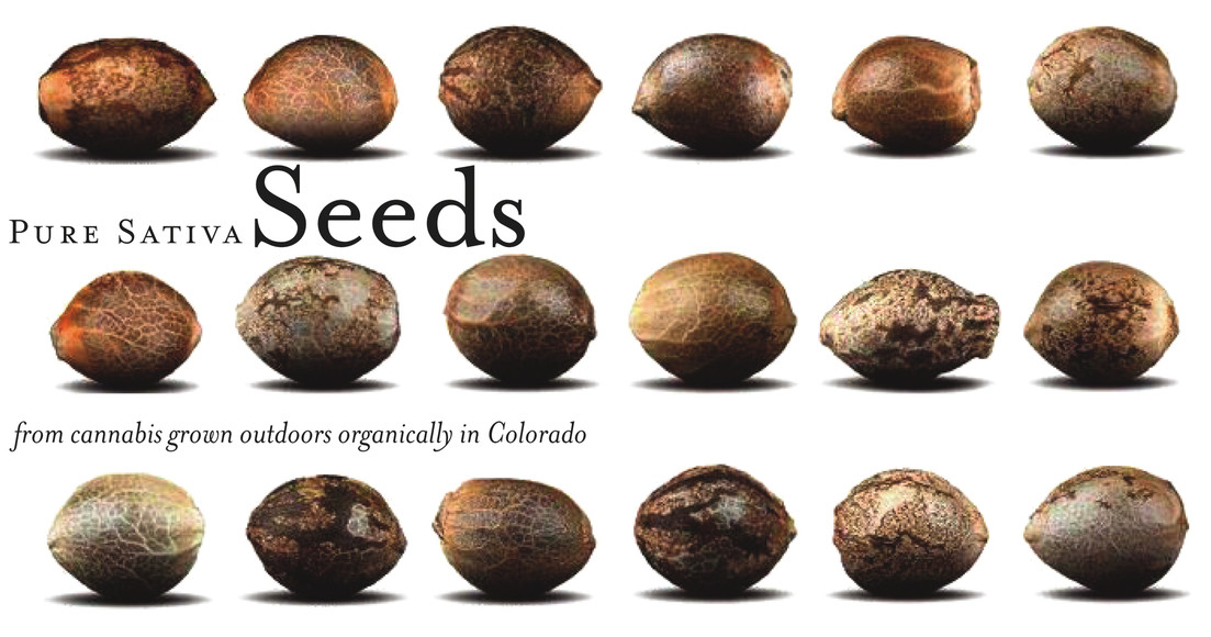 Colorado Sativas : Seeds