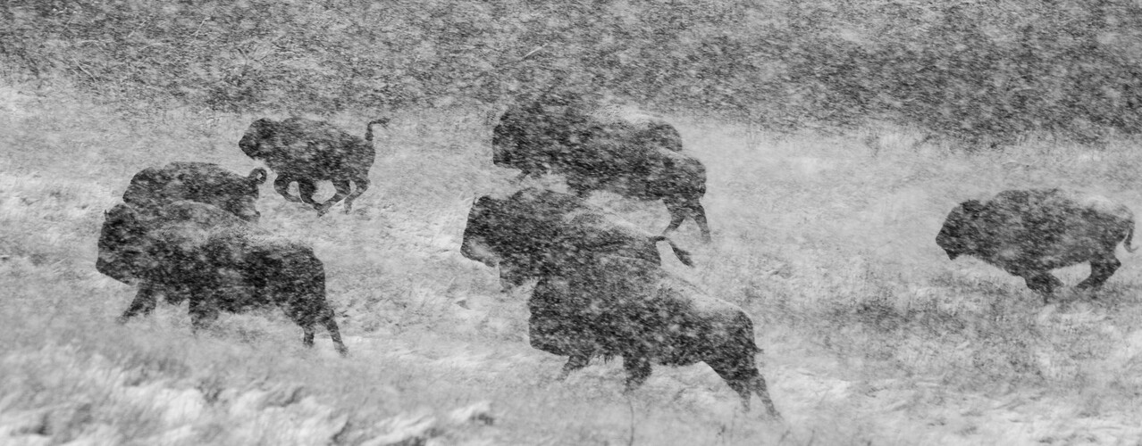 TOM DEMPSTER : Work : Work : Of Land and Sea