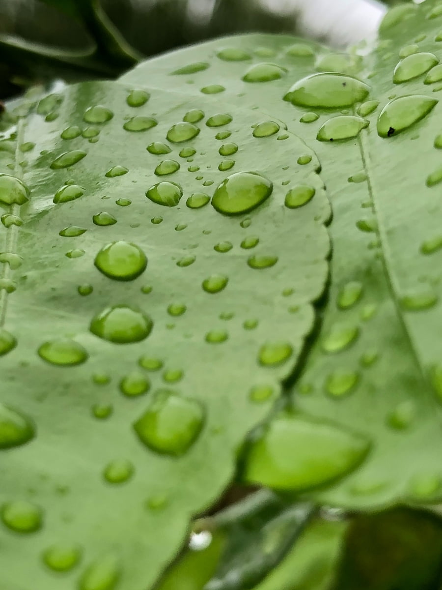 Photo by Jen Pedicini - Kavyar