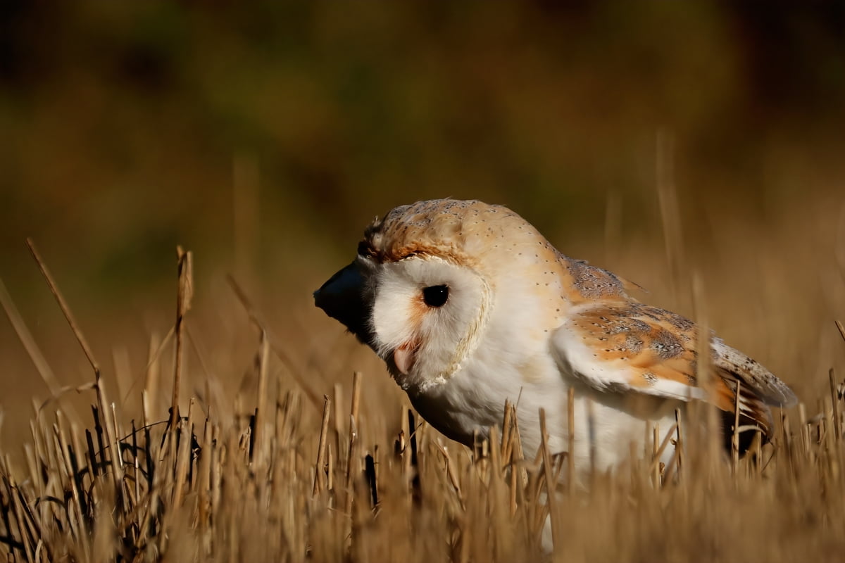 Photo by Conker Nature Magazine, Scott Duffield - Kavyar