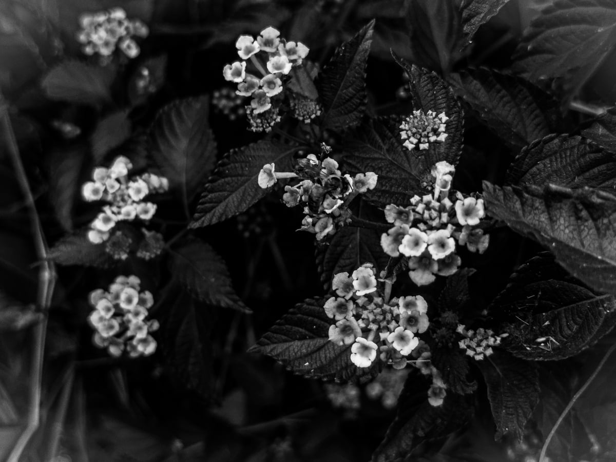 Jen Pedicini - Kavyar