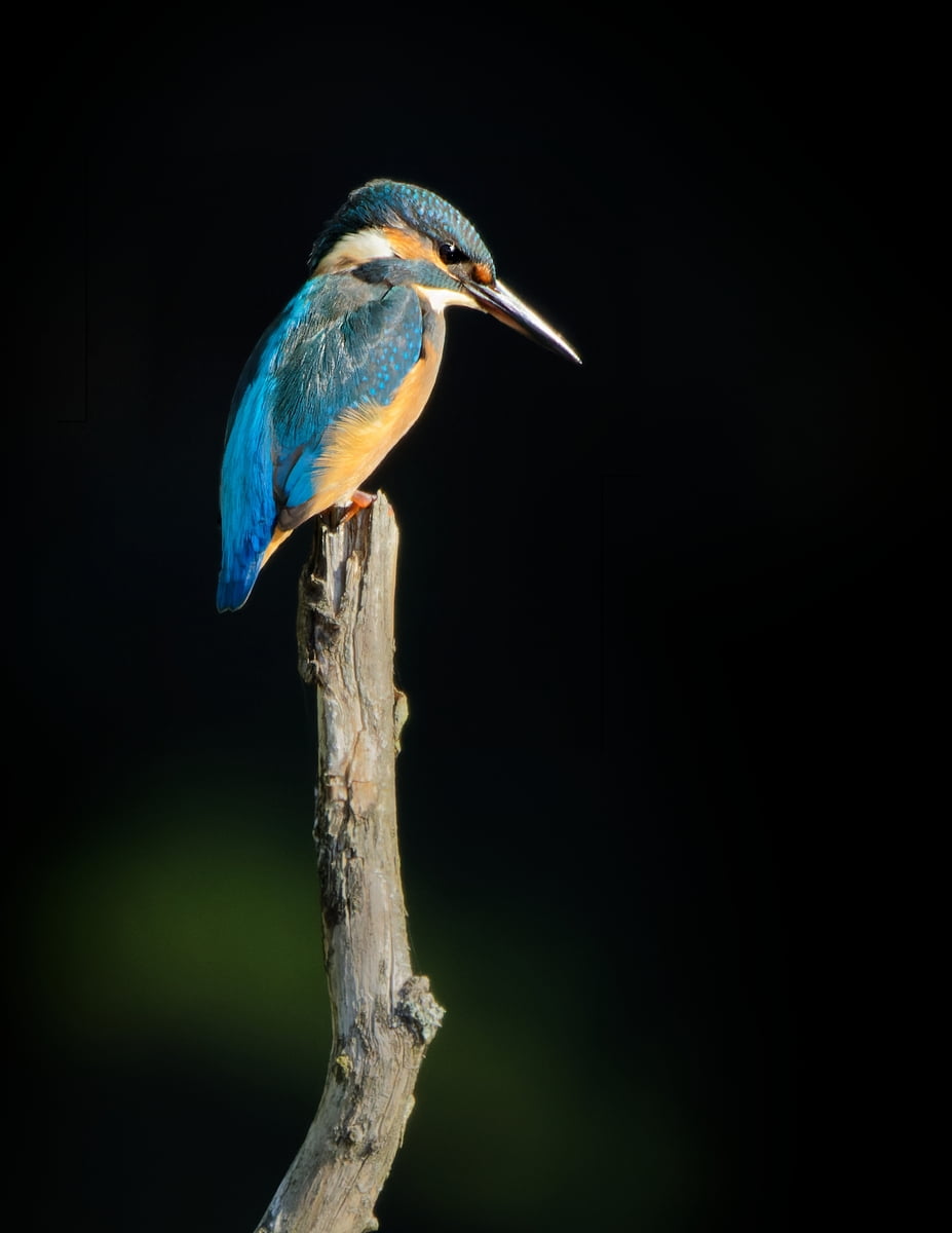 Photo by Conker Nature Magazine, Przemysław Koprowski - Kavyar