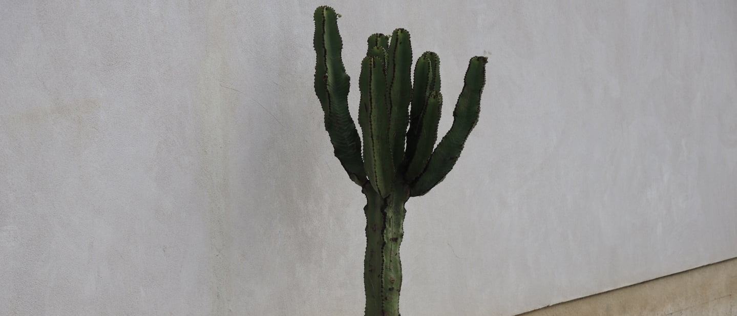 Call for Work: NATURE JANUARY 2025 - Milan Weekly