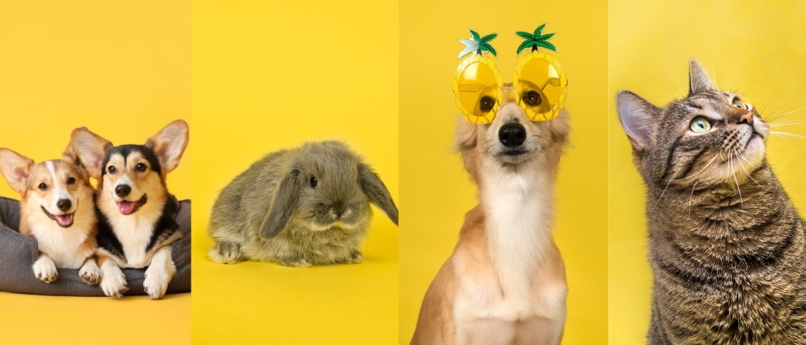 Call for Work: 🐶 JUNE 2024 | THE SUMMER PET PORTRAIT ISSUE | PRINT ...